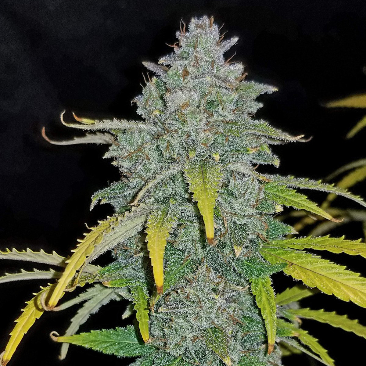 Hemp seeds Auto Blue Dream Feminised from 《420FastBuds》